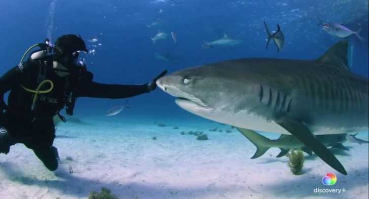 Eli Roth’s “Fin” is a Must-See Documentary for Shark Week