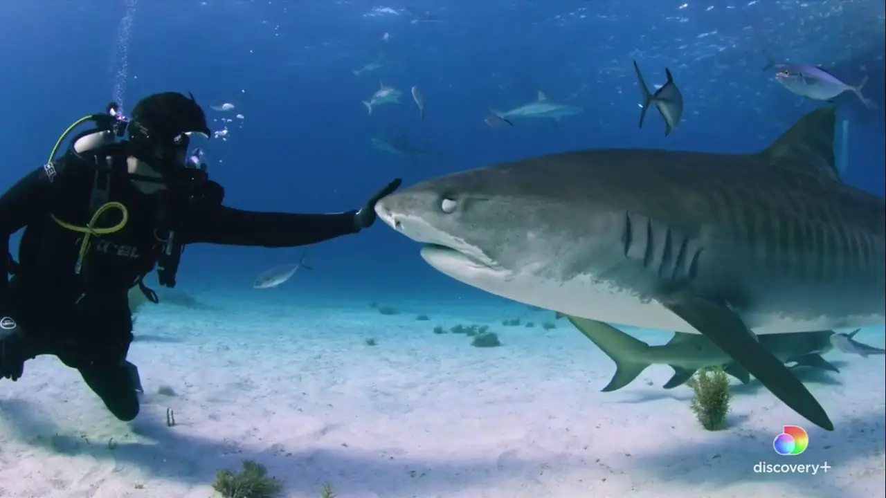 Eli Roth’s “Fin” is a Must-See Documentary for Shark Week